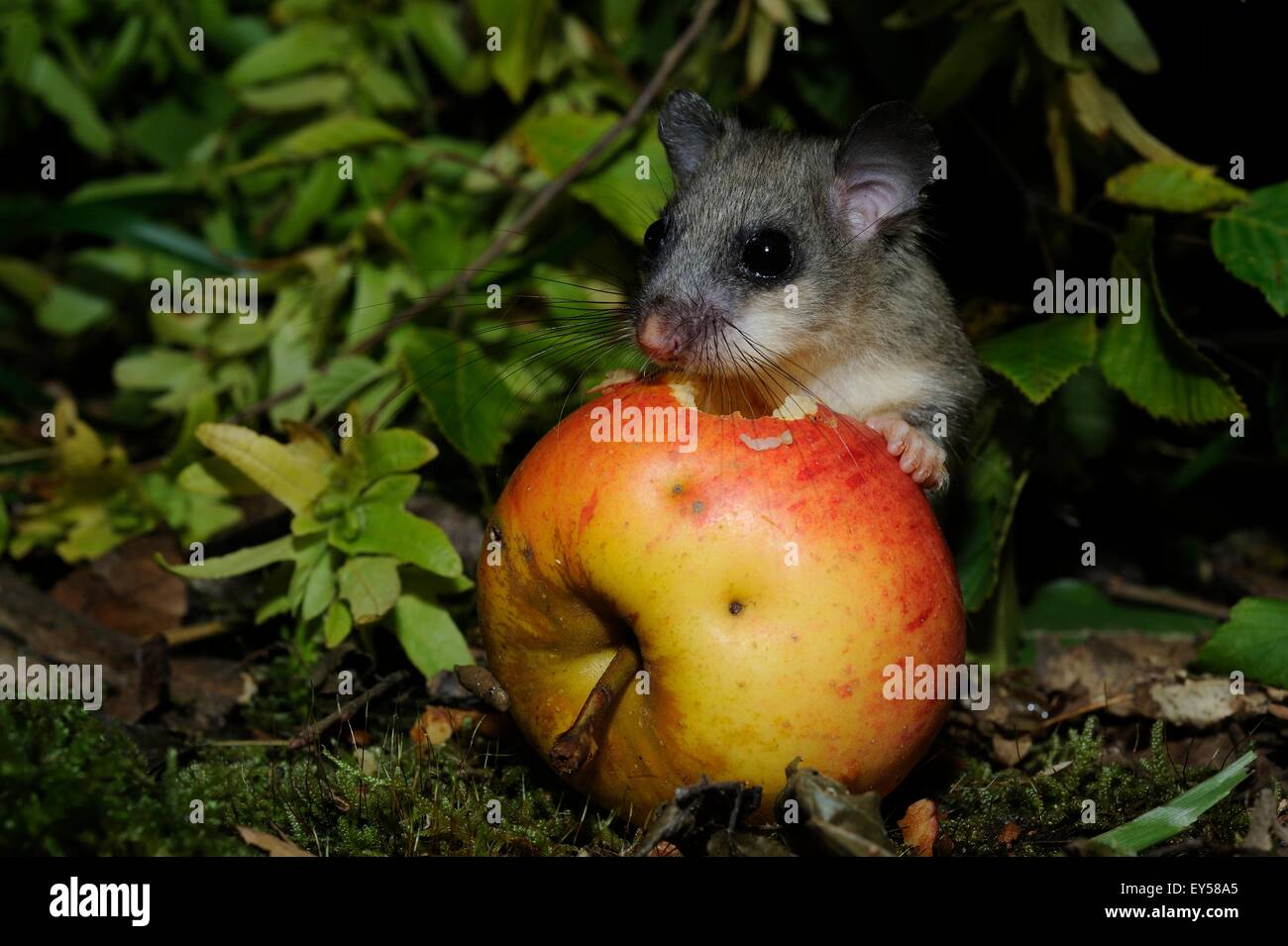 Dormouse eating hi-res stock photography and images - Alamy