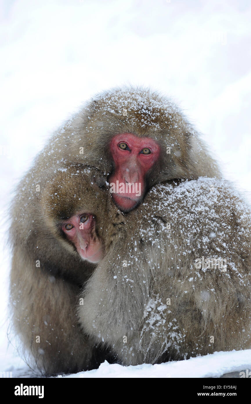 Japanese macaques in the snow - Japanese Alps Stock Photo - Alamy