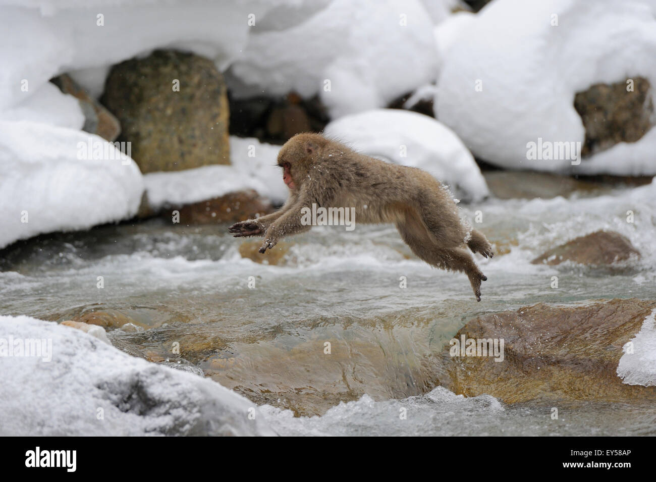 Japanese Macaque jumping over a stream - Japan Stock Photo - Alamy