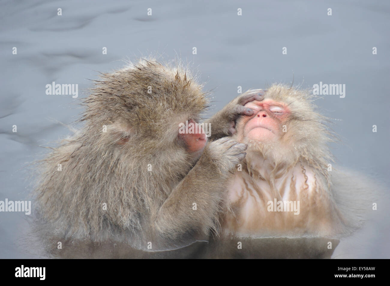 Japanese macaques grooming in a hot spring - Japan Stock Photo - Alamy