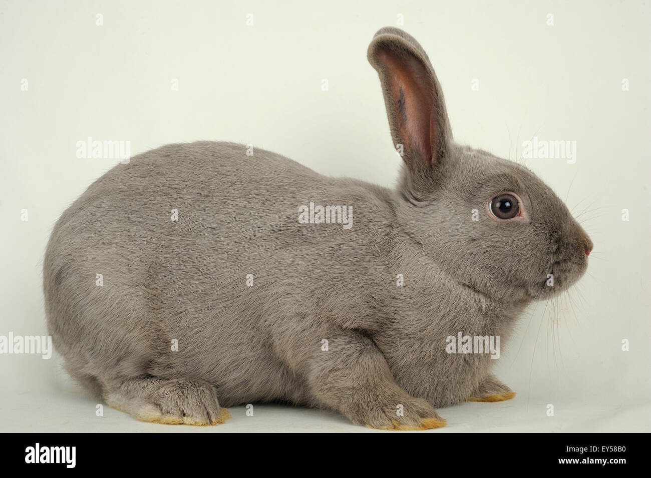 Marburg Feh rabbit on white background Stock Photo - Alamy