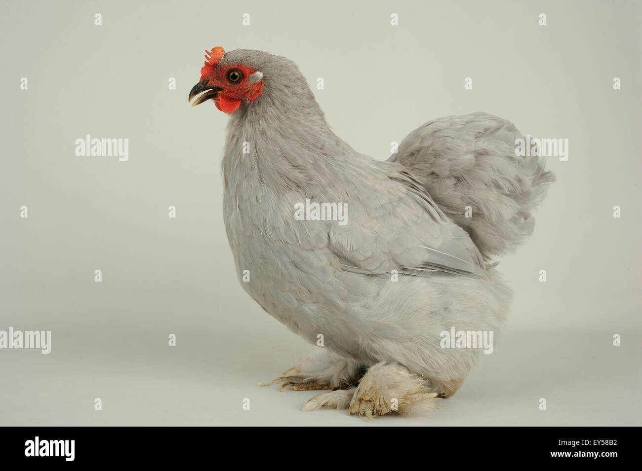 Grey Bantam de Pekin Hen on white background Stock Photo - Alamy