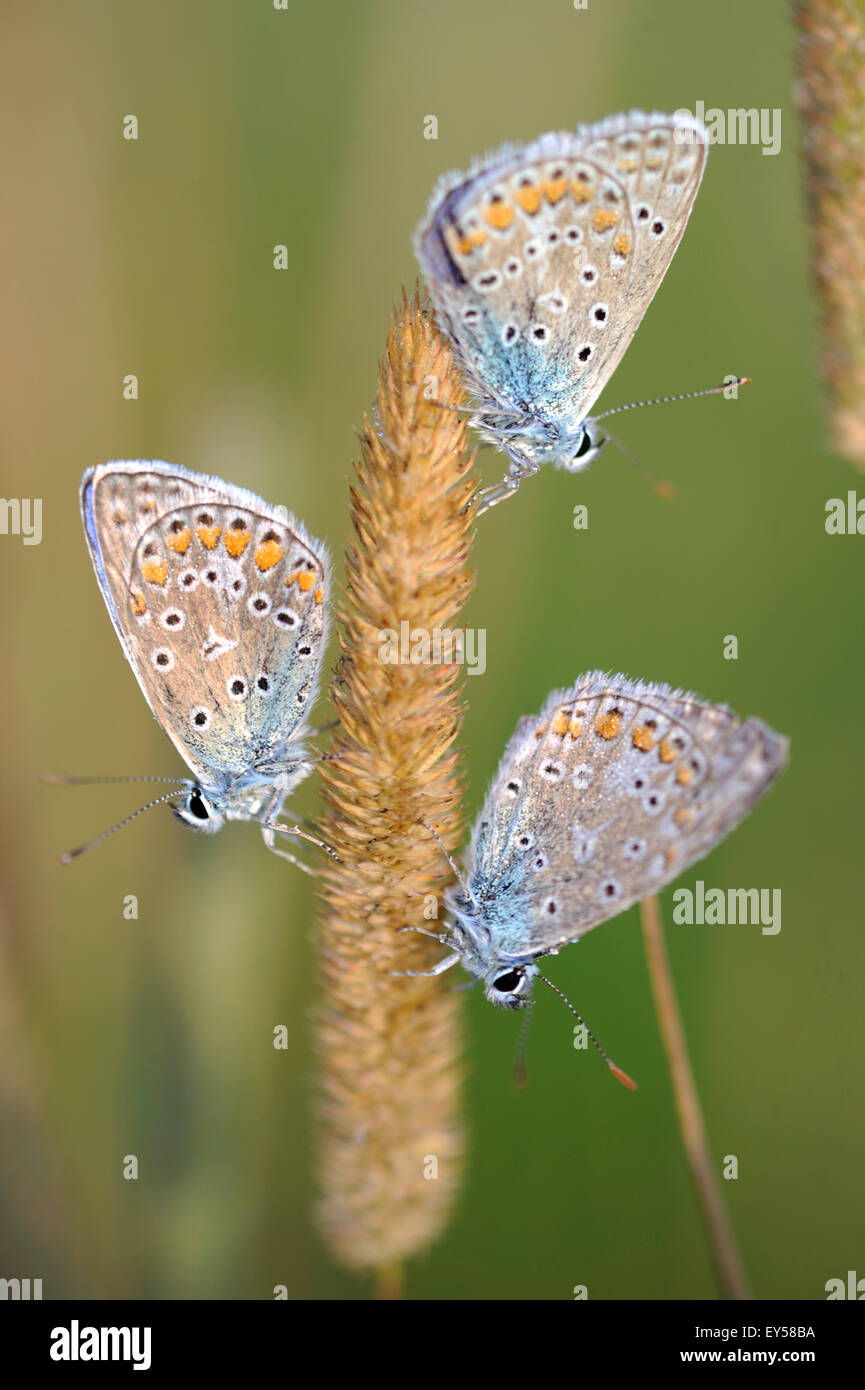 Blue ear hi-res stock photography and images - Alamy
