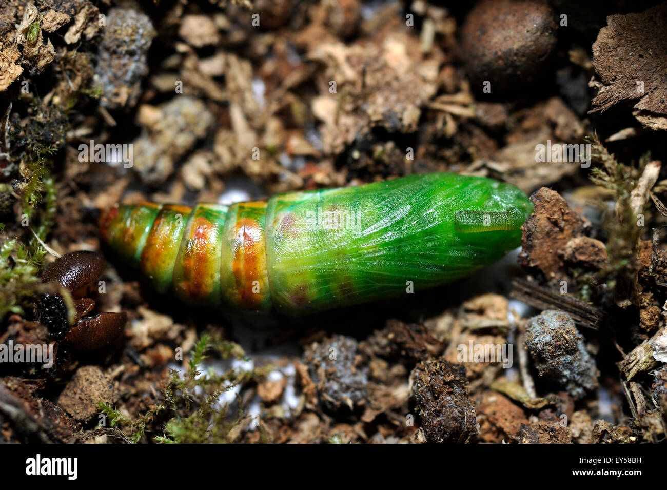 Chrysalis of Pine Hawk-Moth - Lorraine France Stock Photo - Alamy