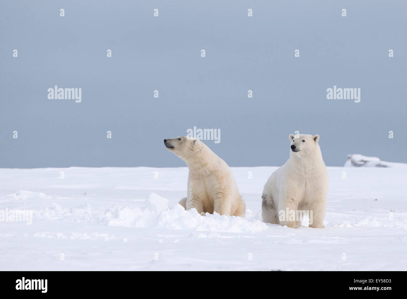 Polar Bears in the snow - Barter Island Alaska Stock Photo - Alamy