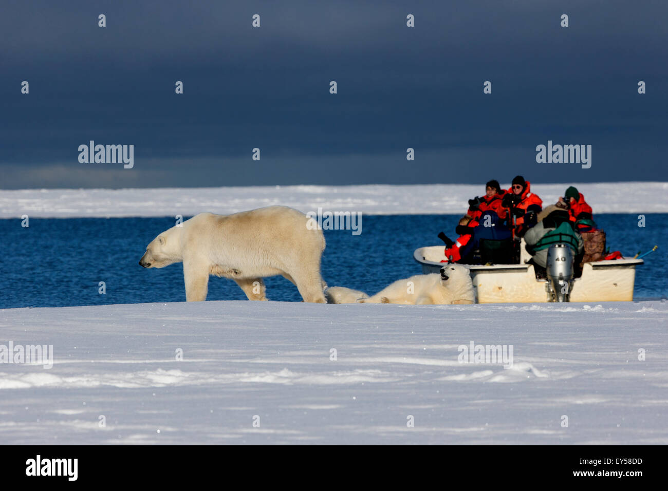 Polar bear on the coast and photographers - Barter Island Alaska Stock ...