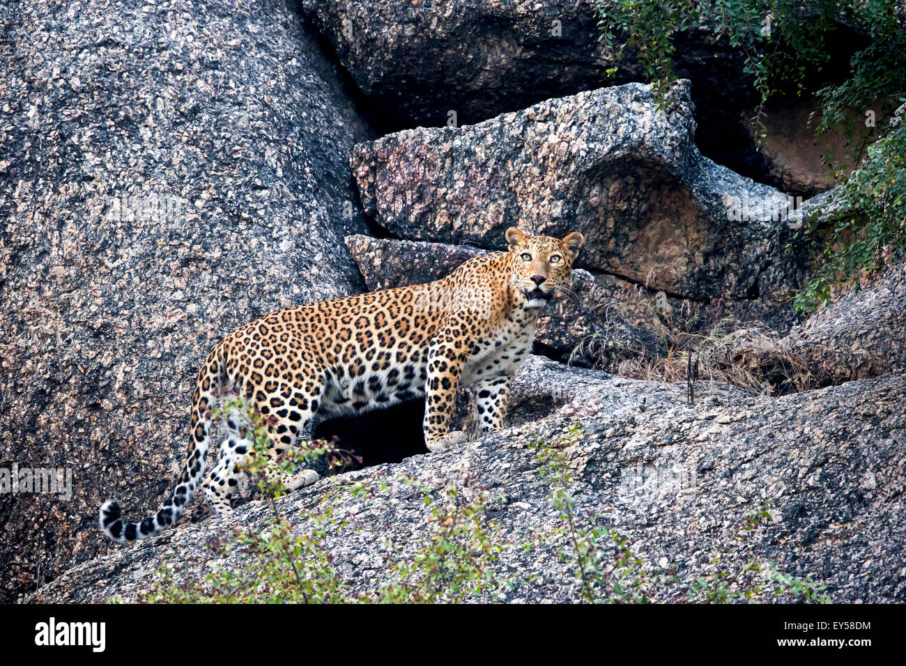 Indian leopard walking on rocks - Bera Rajasthan India Stock Photo - Alamy