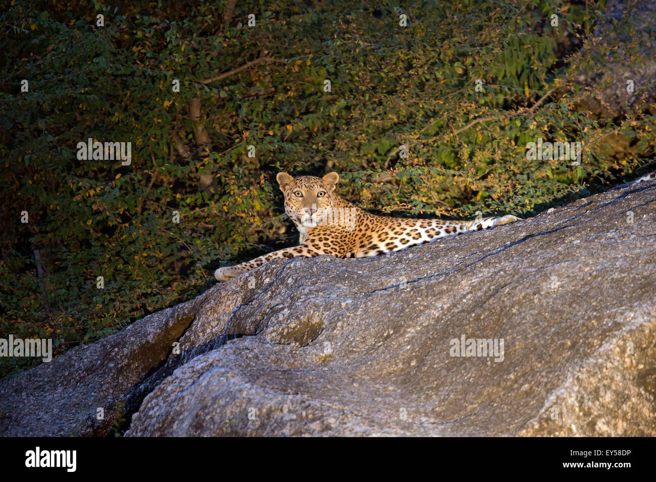 Indian leopard lying on rocks - Bera Rajasthan India Stock Photo - Alamy