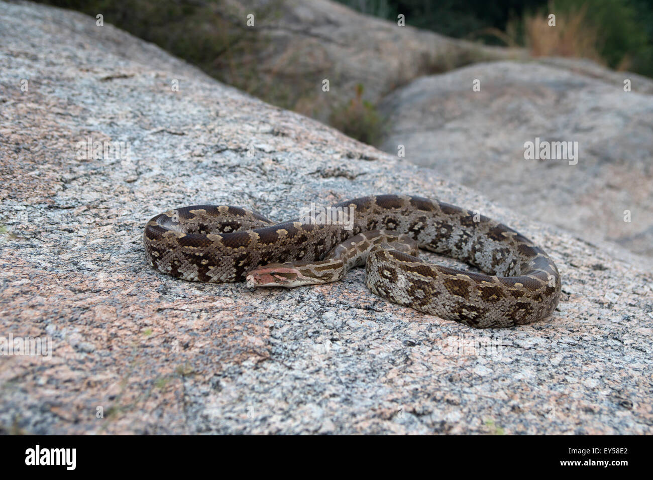 Indian rock python hi-res stock photography and images - Alamy