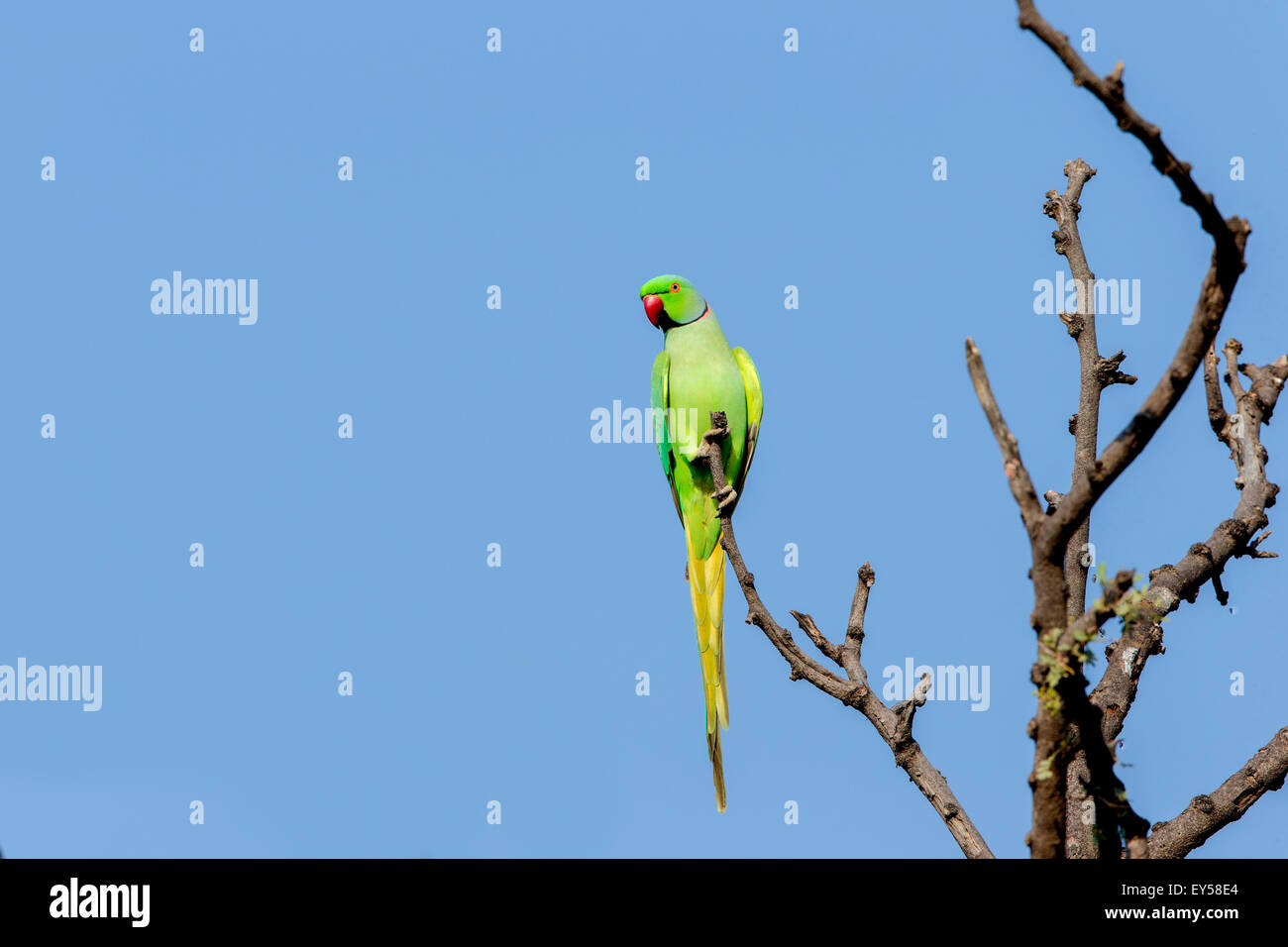 Alexandrine Parakeet on a branch - Bera Rajasthan India Stock Photo - Alamy