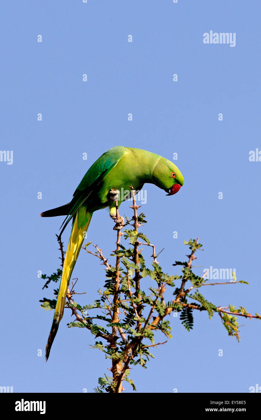 Alexandrine Parakeet on a branch - Bera Rajasthan India Stock Photo - Alamy