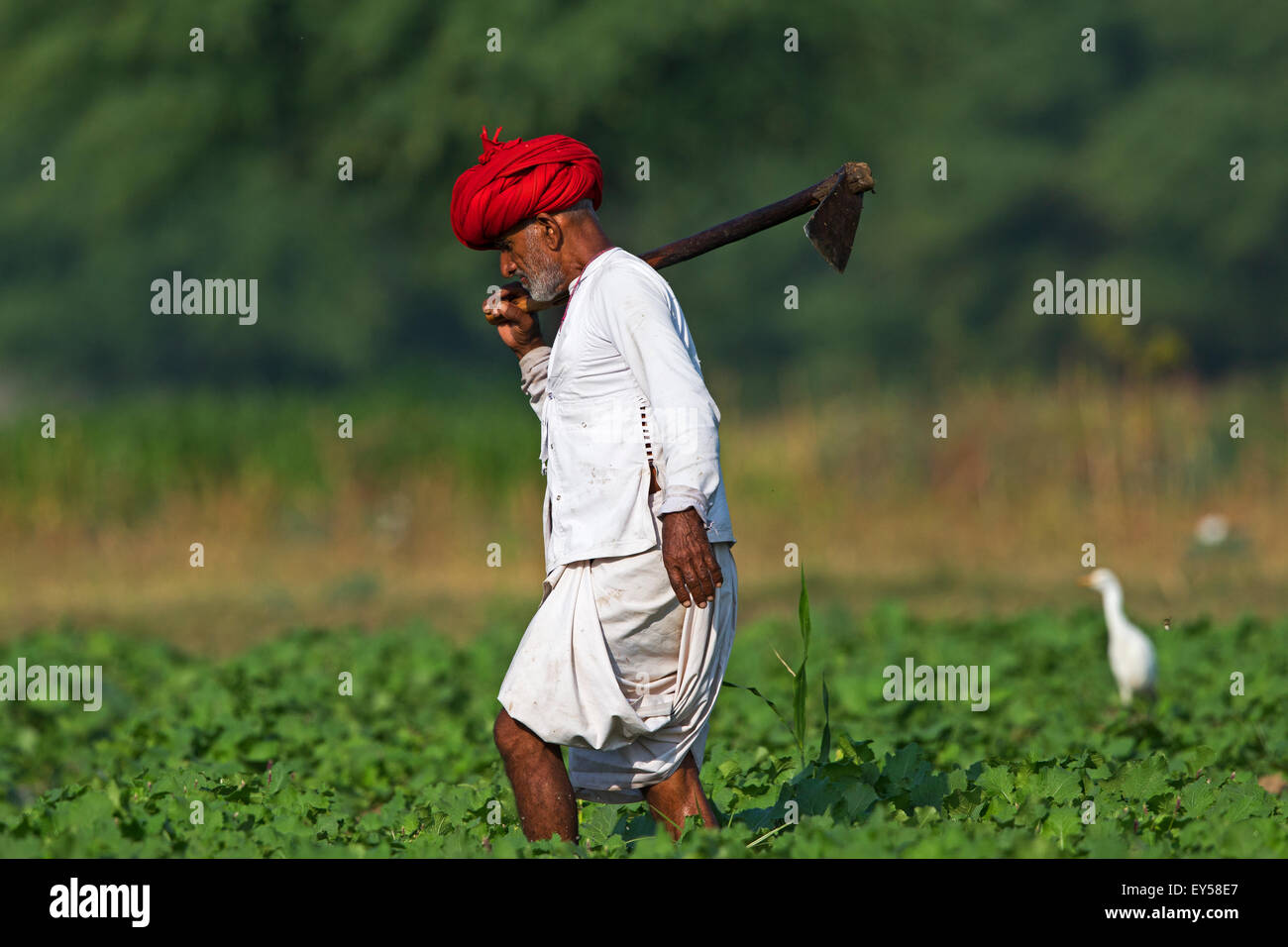 Peasant in a field - Bera Rajasthan India Stock Photo - Alamy