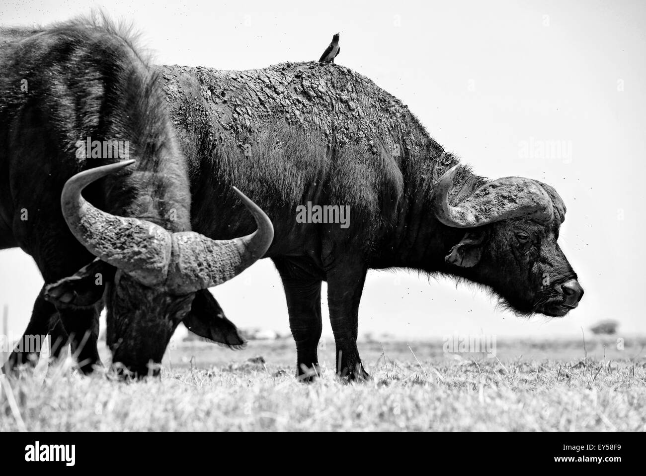 African buffalo covered in dry mud and Oxpecker Stock Photo - Alamy