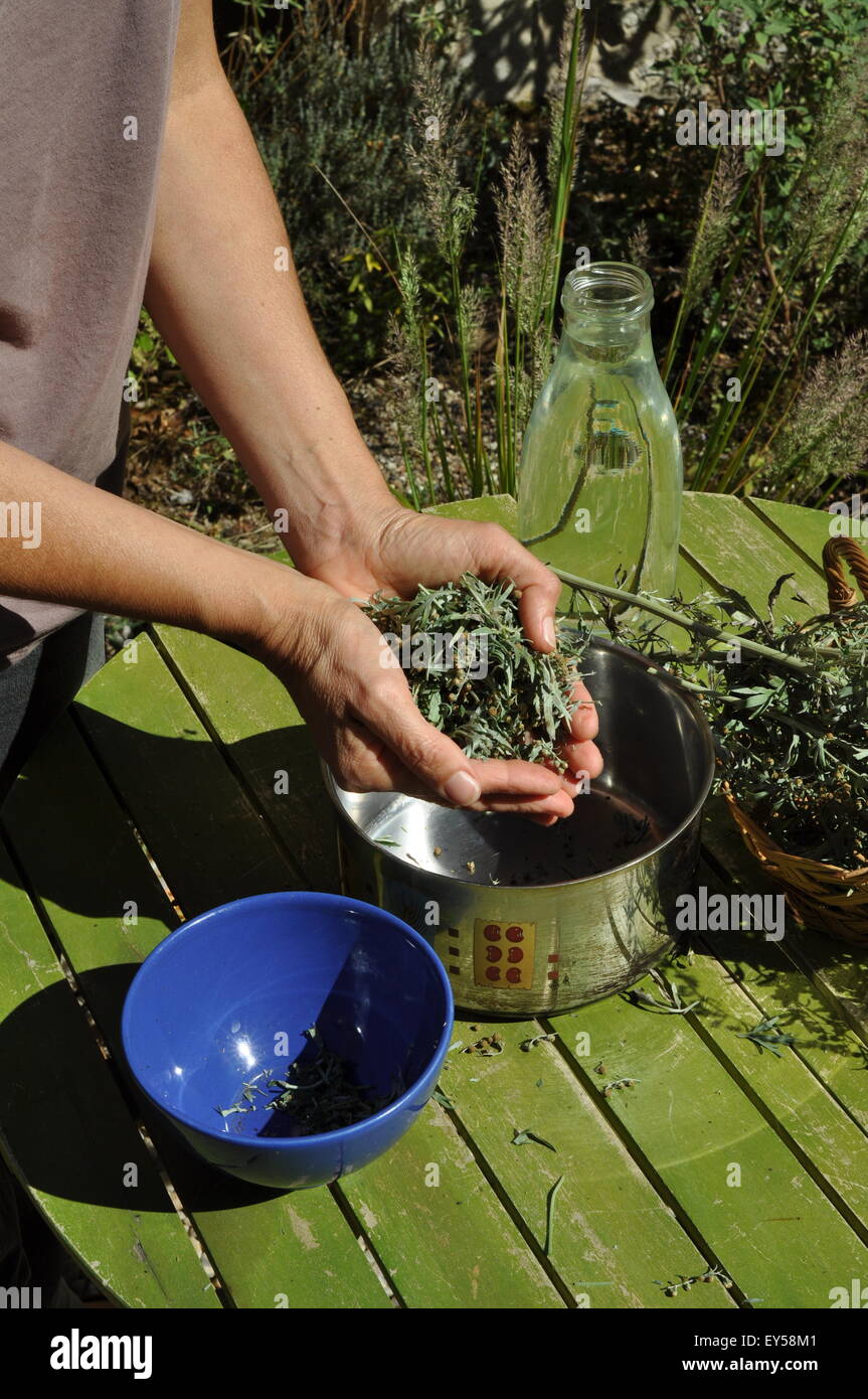 Mixing of a natural insecticide in a garden Stock Photo - Alamy
