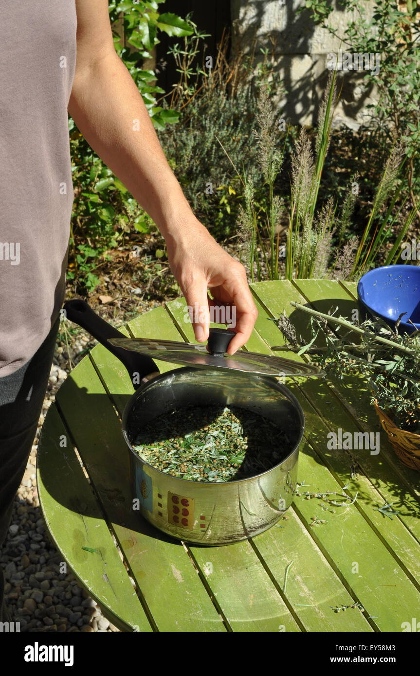 Mixing of a natural insecticide in a garden Stock Photo - Alamy