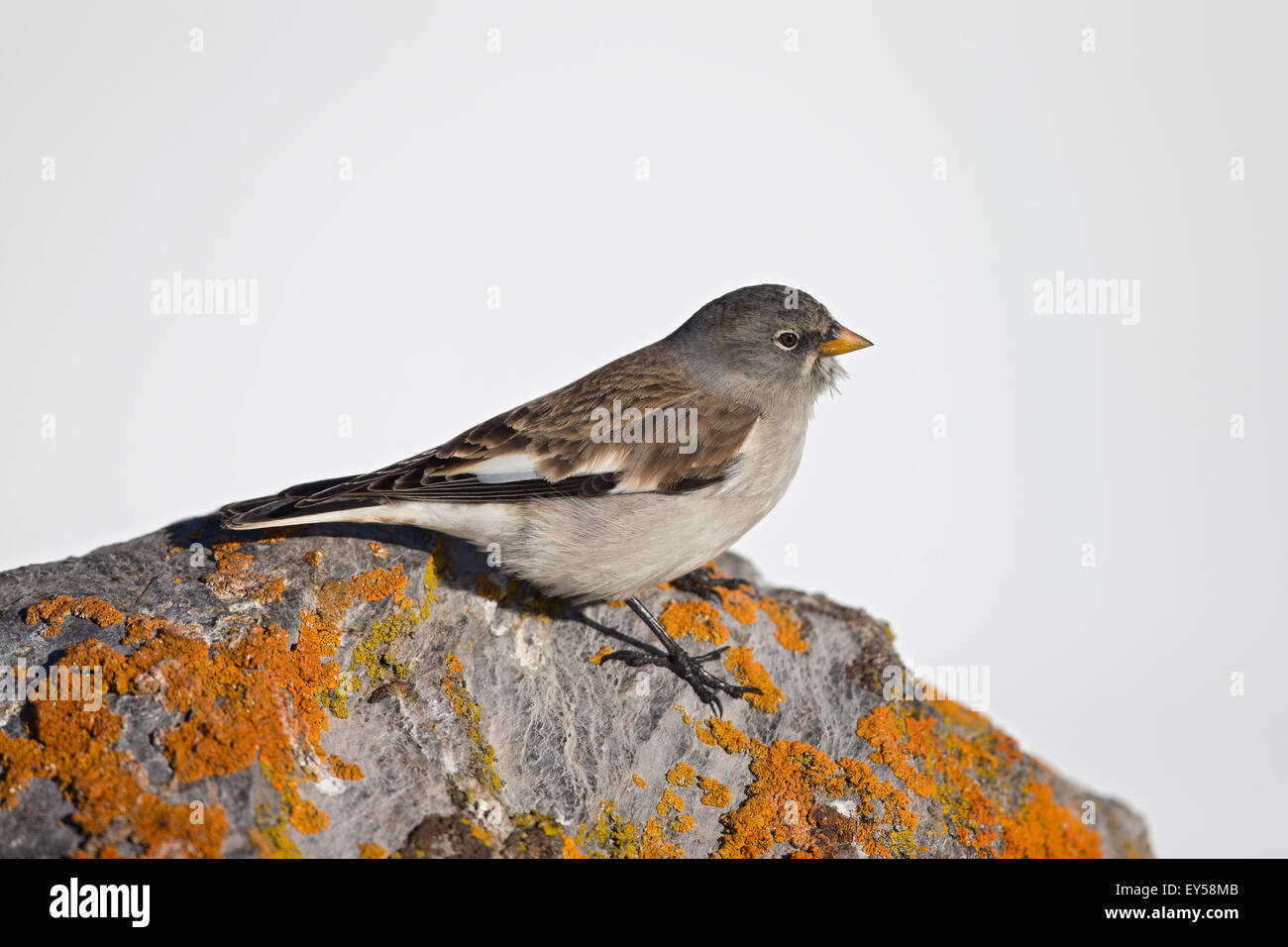 White-winged Snowfinch on a rock - Swiss Alps Stock Photo - Alamy