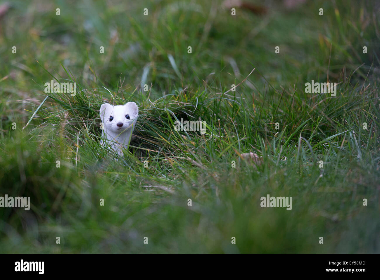 Ermine in winter coat in the grass - Swiss Alps Stock Photo - Alamy