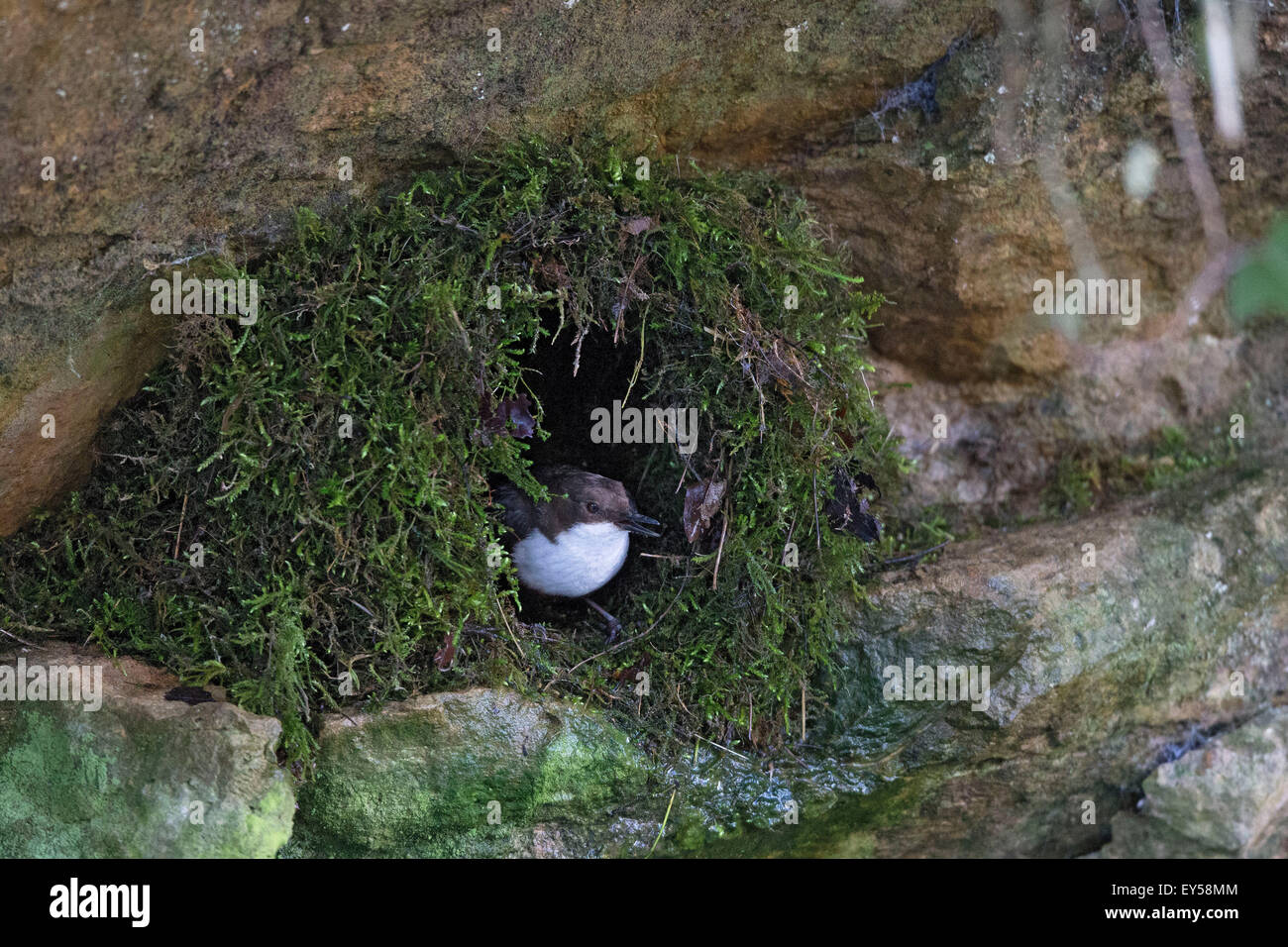 White throated Dipper building its nest - Vaud Switzerland Stock Photo ...
