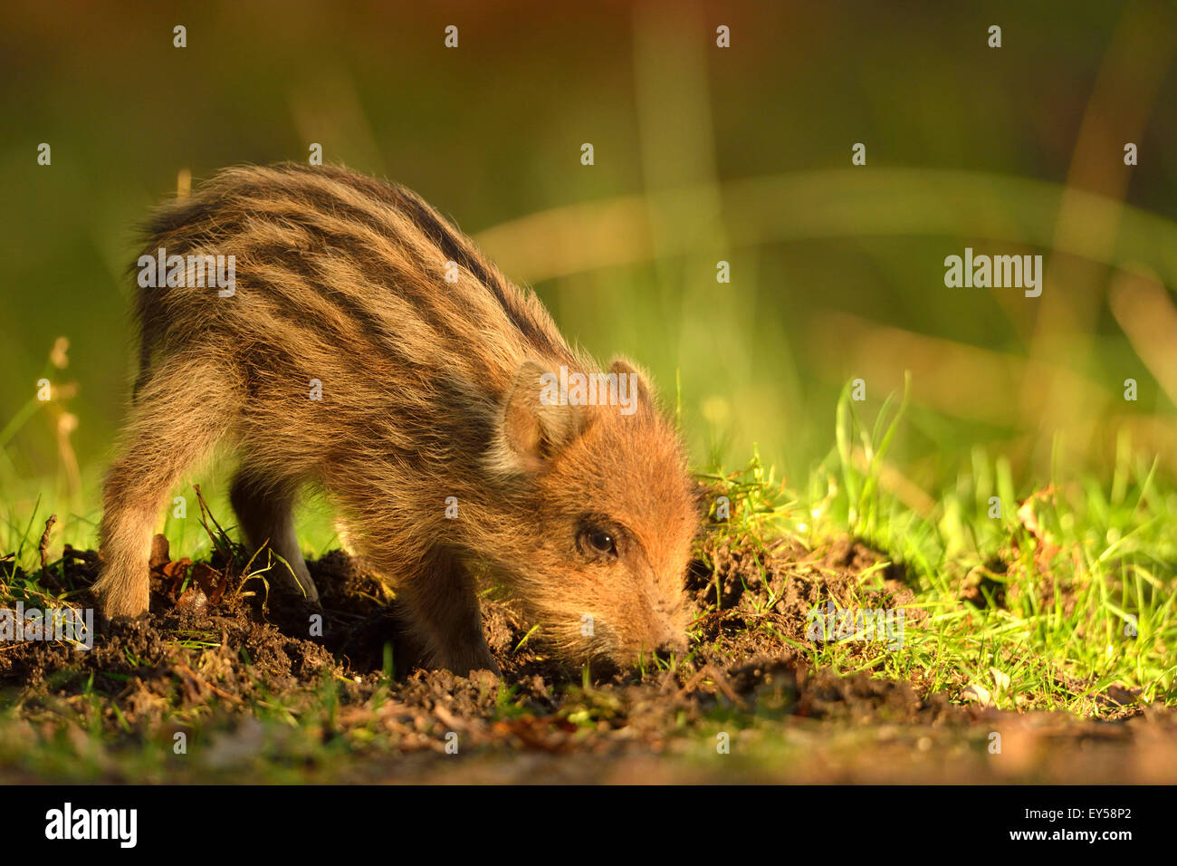 Young Wild Boar burrowing - Burgundy France Stock Photo - Alamy