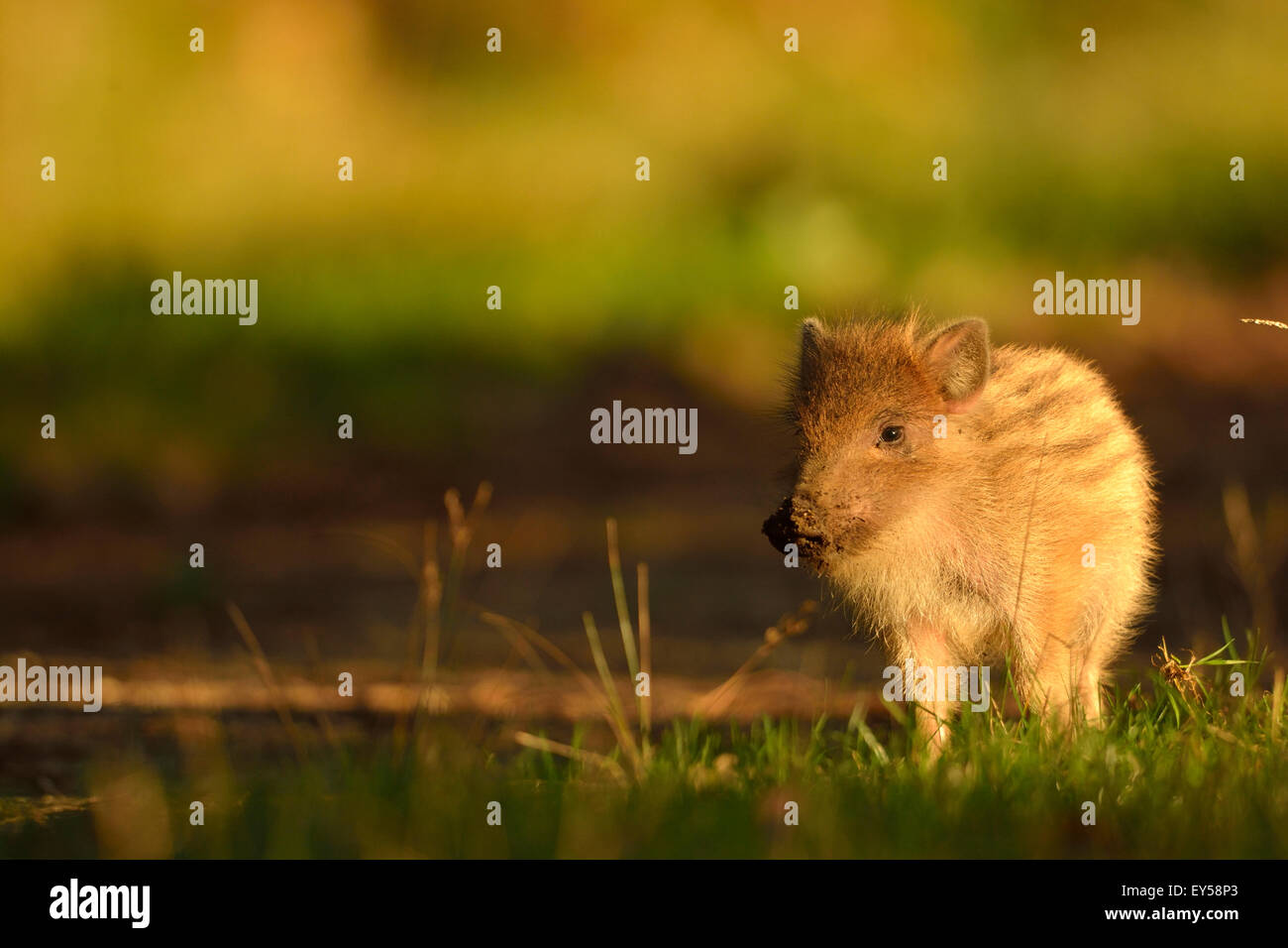 Wild Boar burrowing - Burgundy France Stock Photo - Alamy