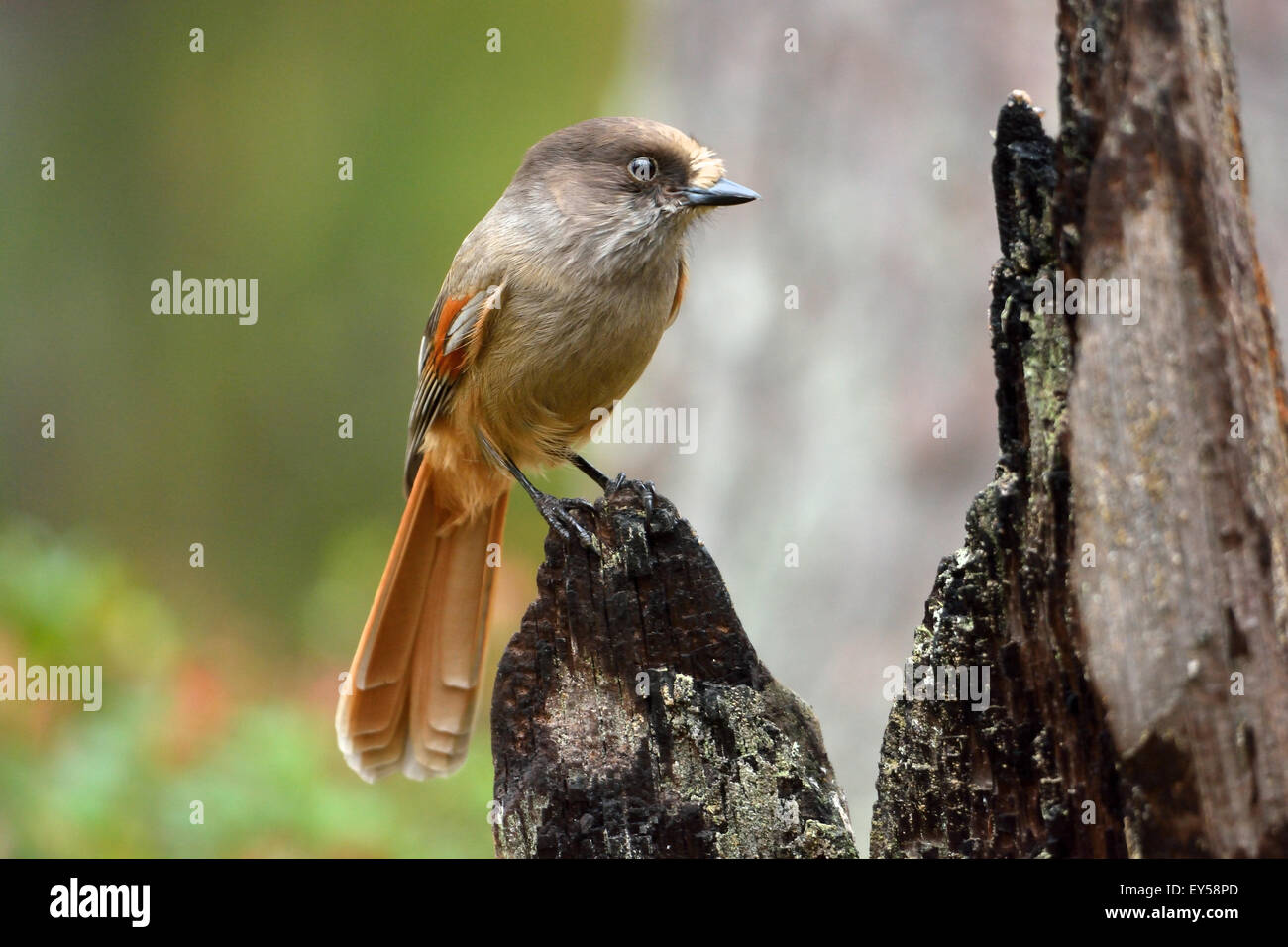Siberian Jay on a stump in fall - Finland Stock Photo - Alamy