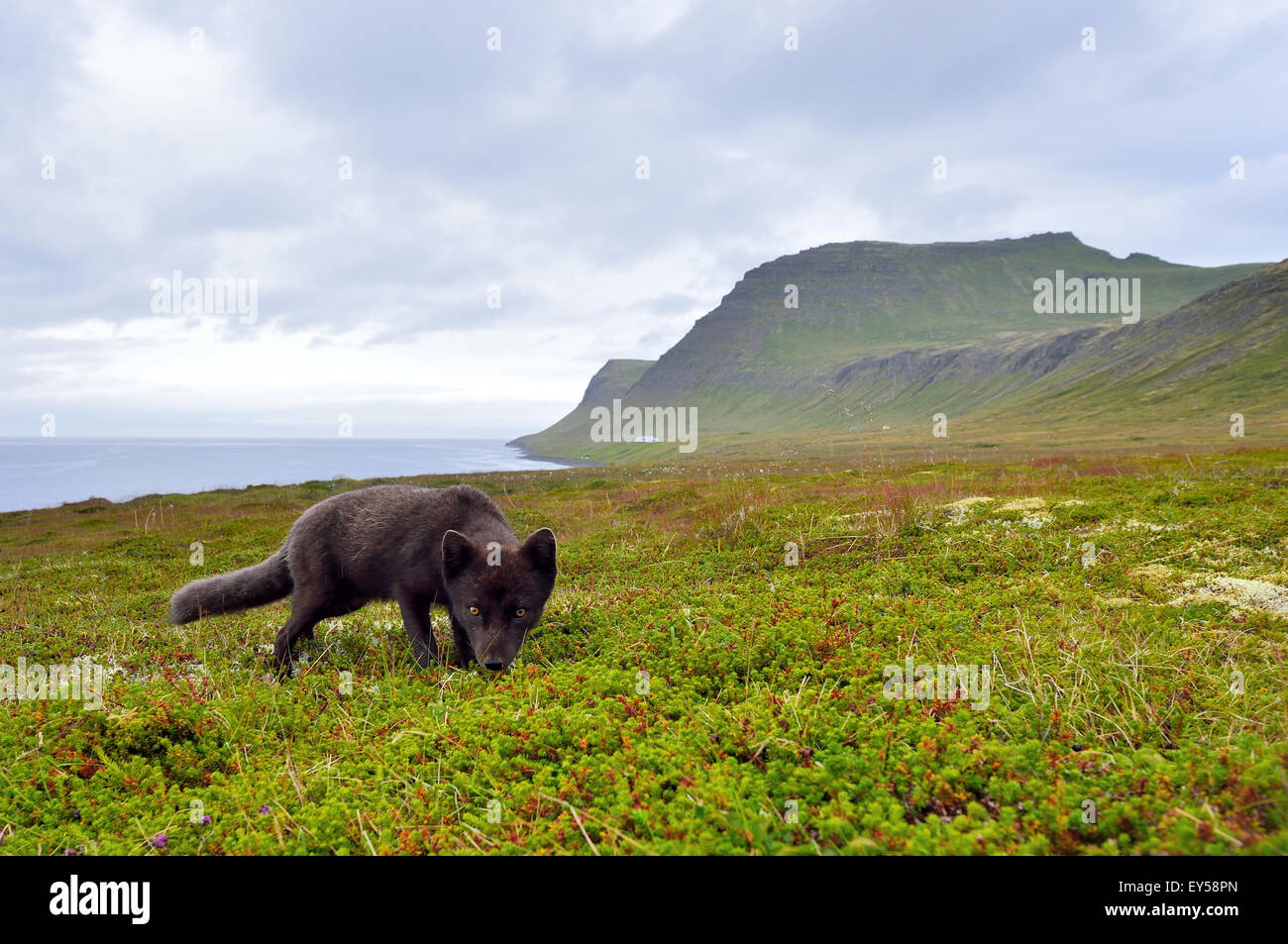 Arctic fox - Peninsula Hornstrandir Iceland Stock Photo - Alamy