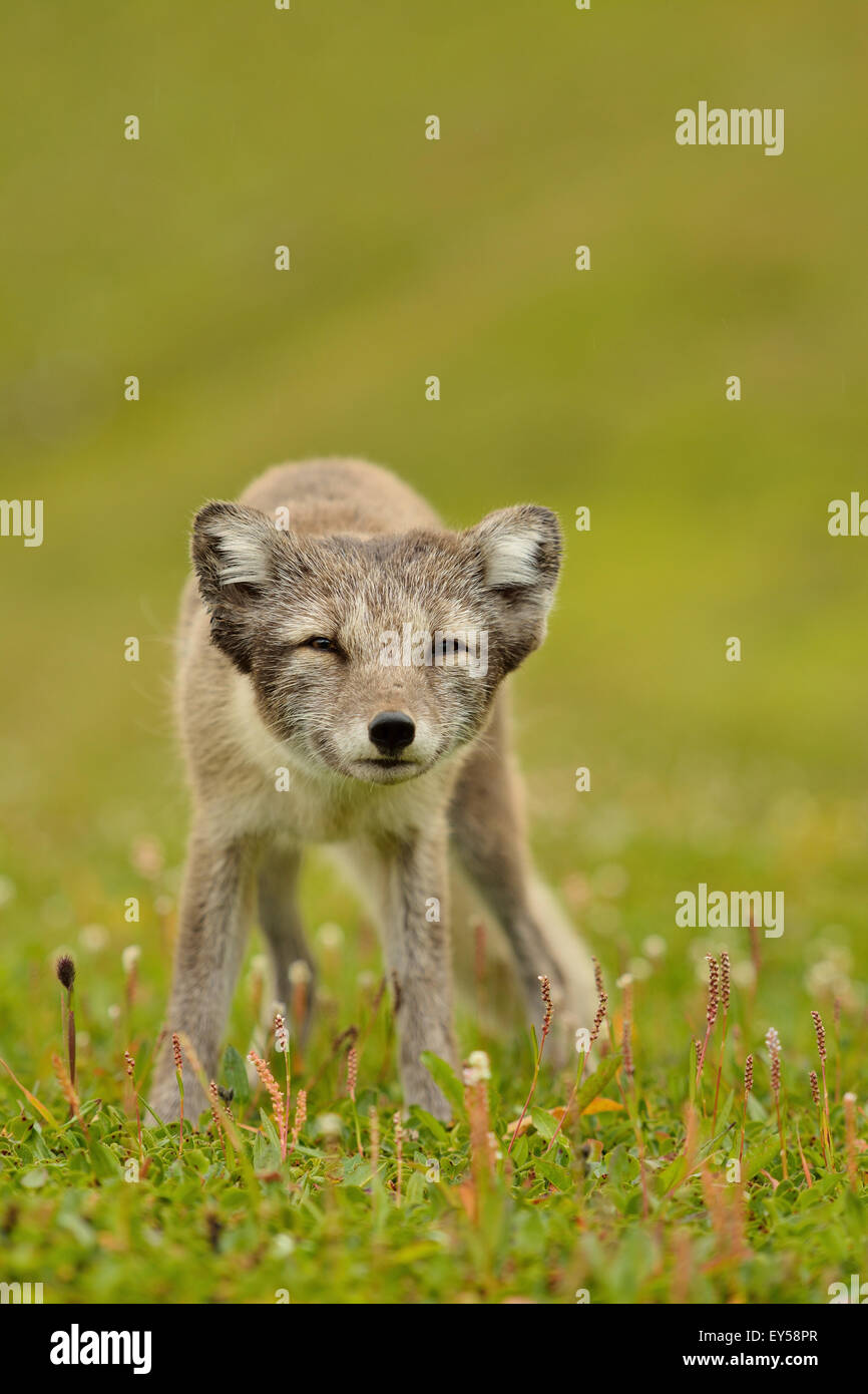 Foxes mating hi-res stock photography and images - Alamy