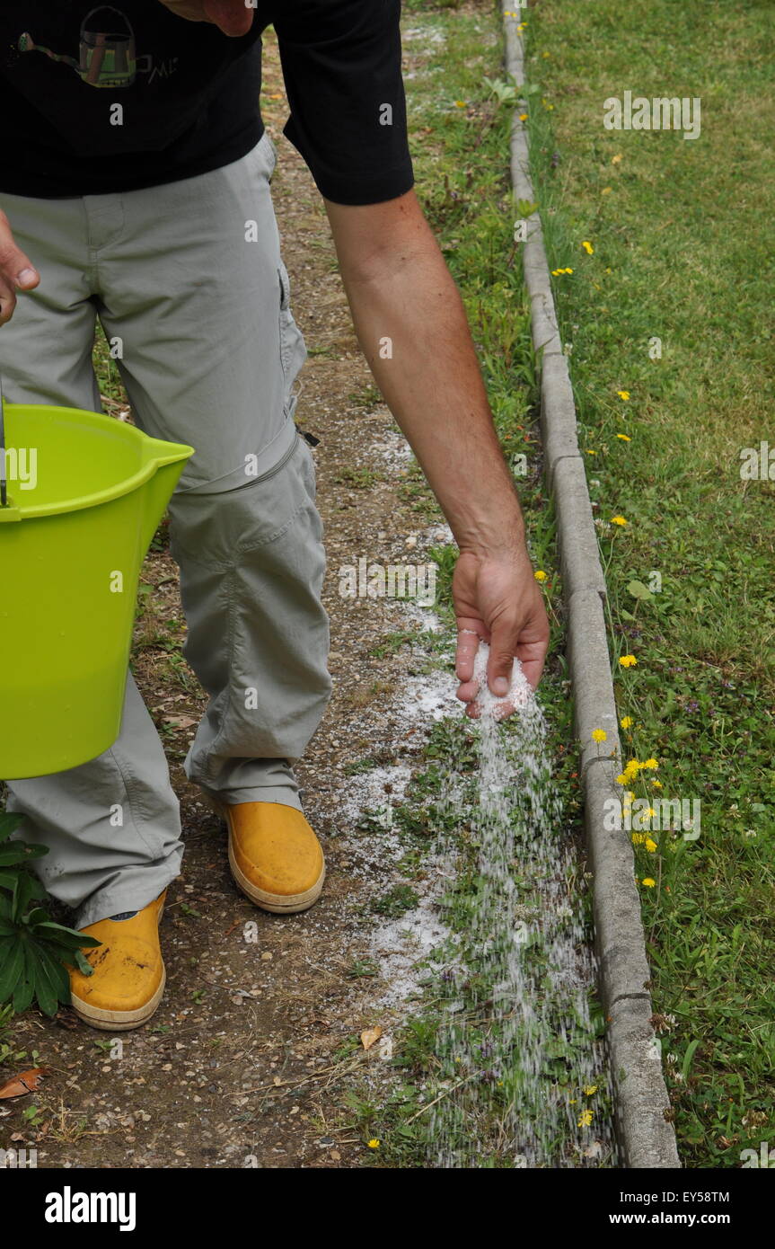 Weeding of a garden path with salt Stock Photo - Alamy