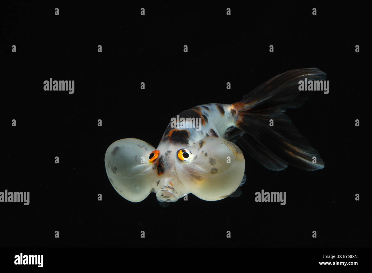 Bubble eyes goldfish Stock Photo - Alamy