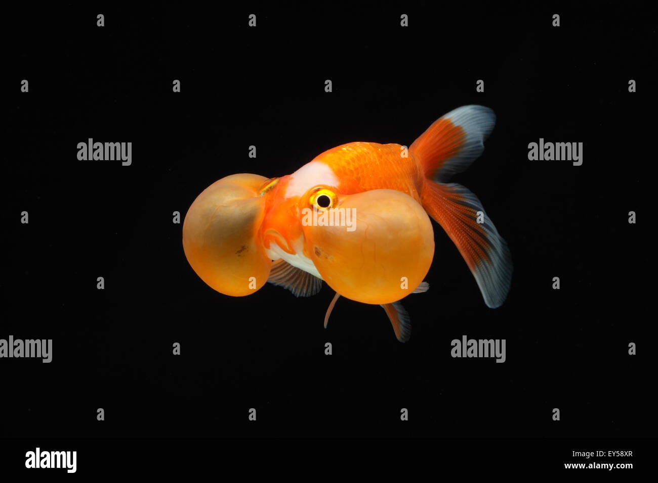 Bubble eyes goldfish Stock Photo - Alamy