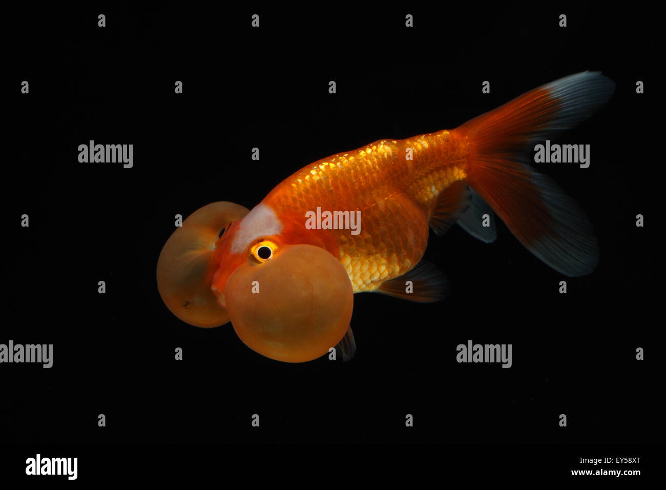 Bubble eyes goldfish Stock Photo - Alamy