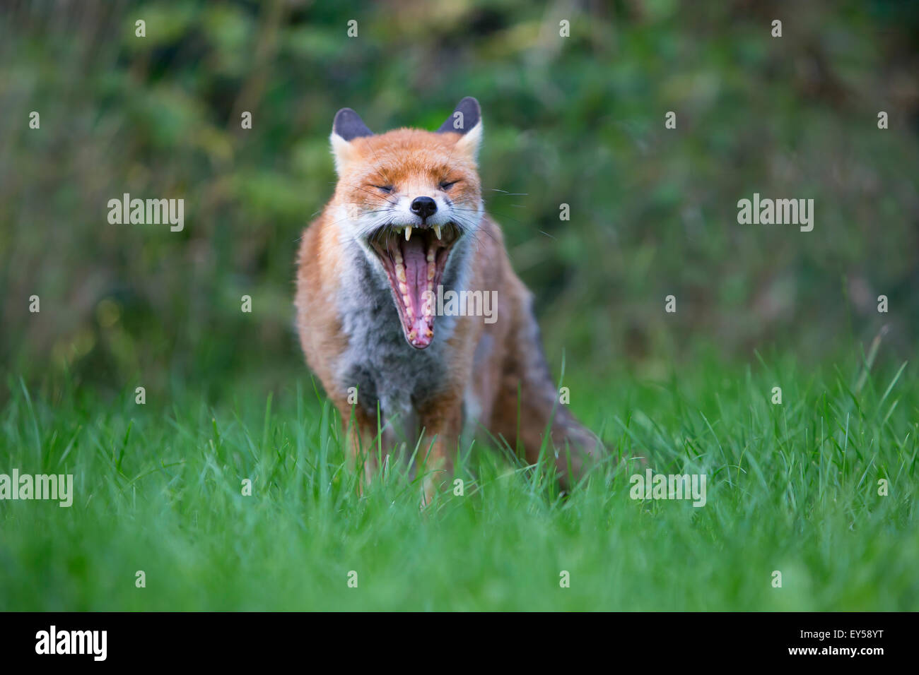 Red Fox yawning in summer - GB Stock Photo - Alamy