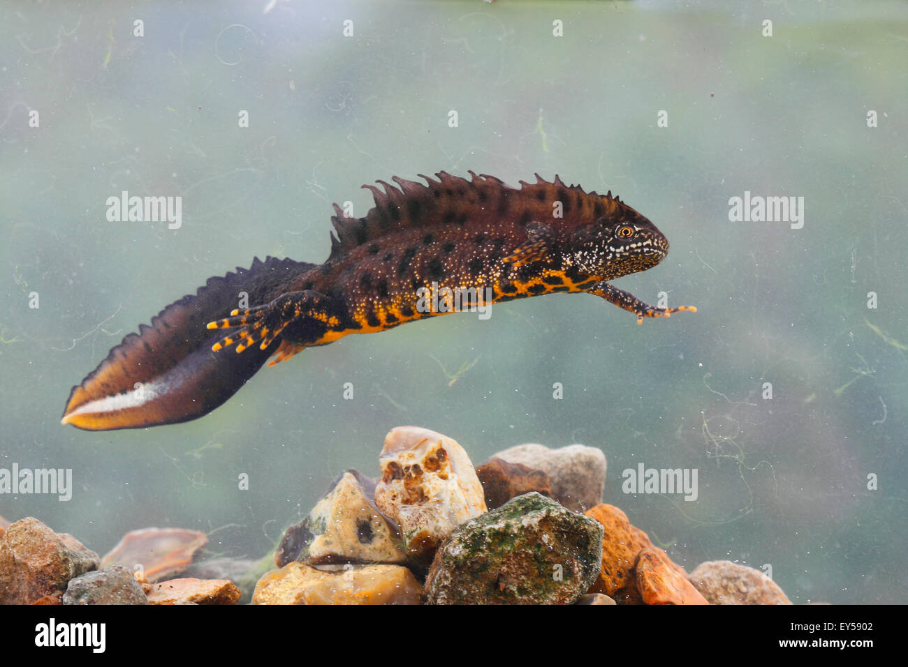 Newt swimming hi-res stock photography and images - Alamy