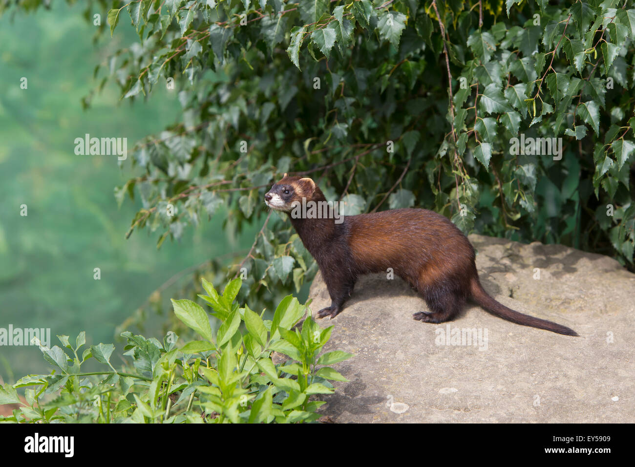 Polecat standing on a large stone in summer - GB Stock Photo - Alamy