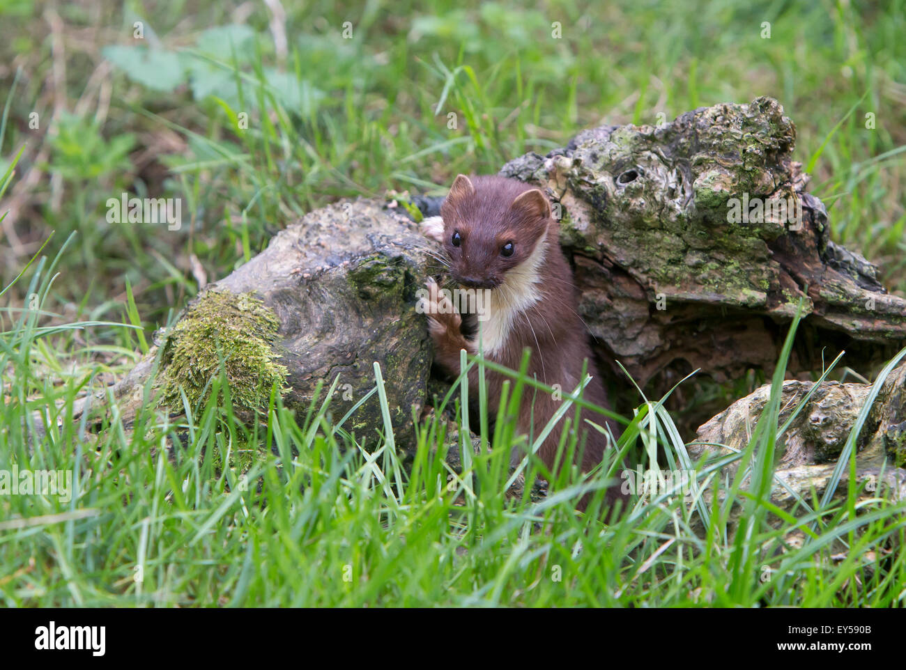 Stoat coming out of a hole in summer - GB Stock Photo - Alamy