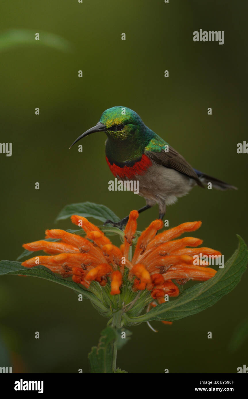 Double Collared Sunbird High Resolution Stock Photography and Images ...