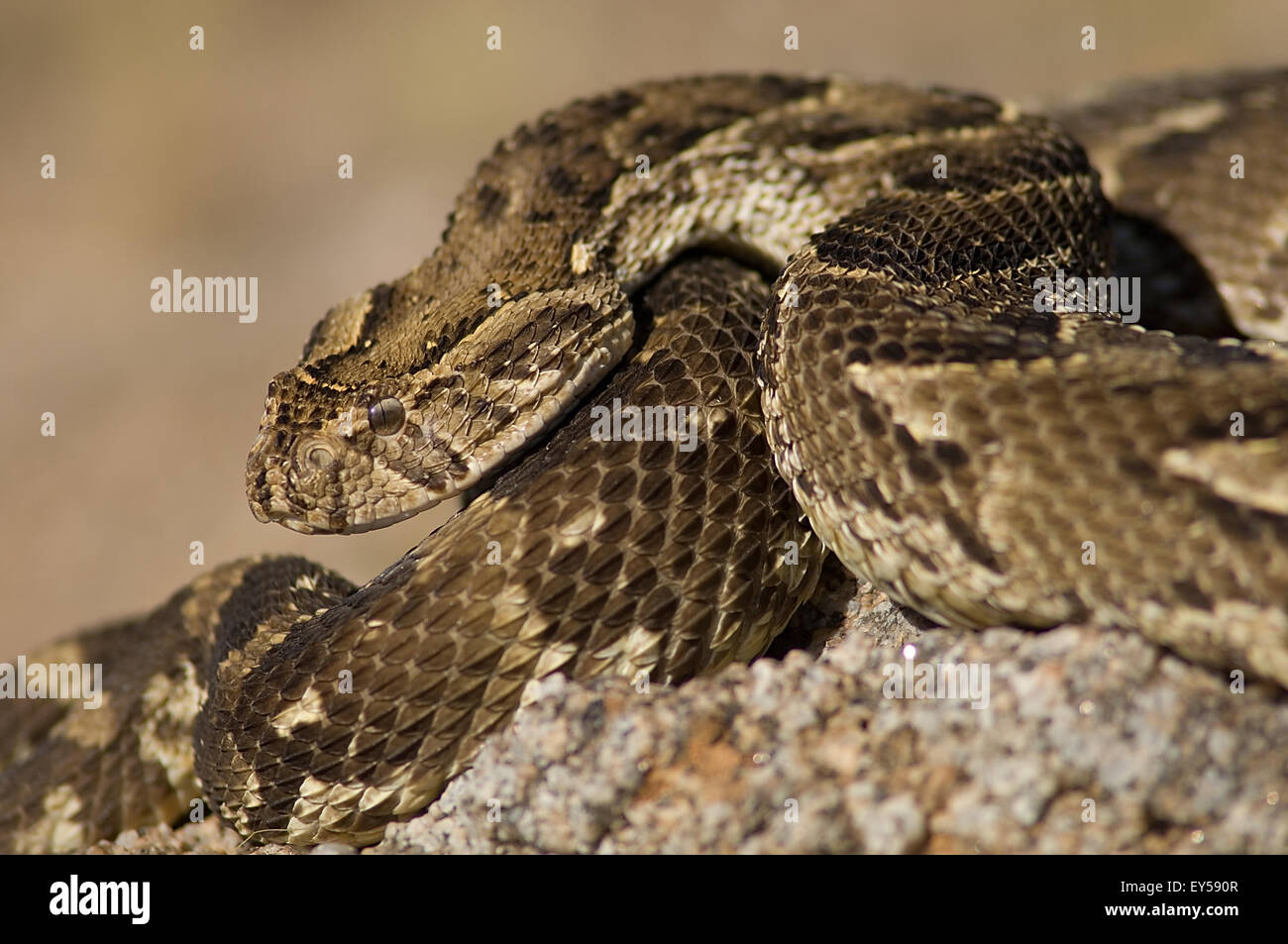 The Puff Adder High Resolution Stock Photography and Images - Alamy