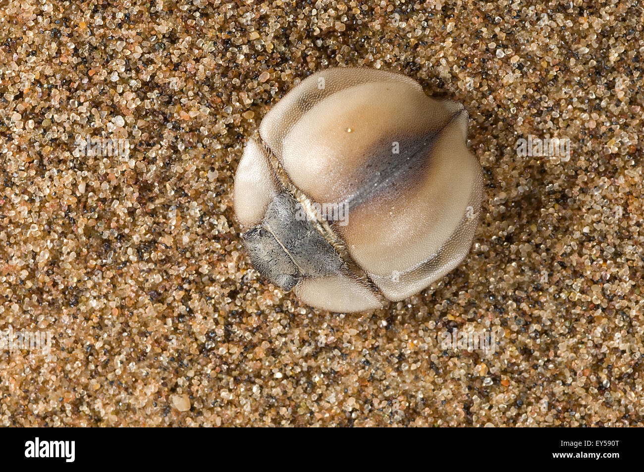 Dune Bug in desert - Namibia Stock Photo - Alamy