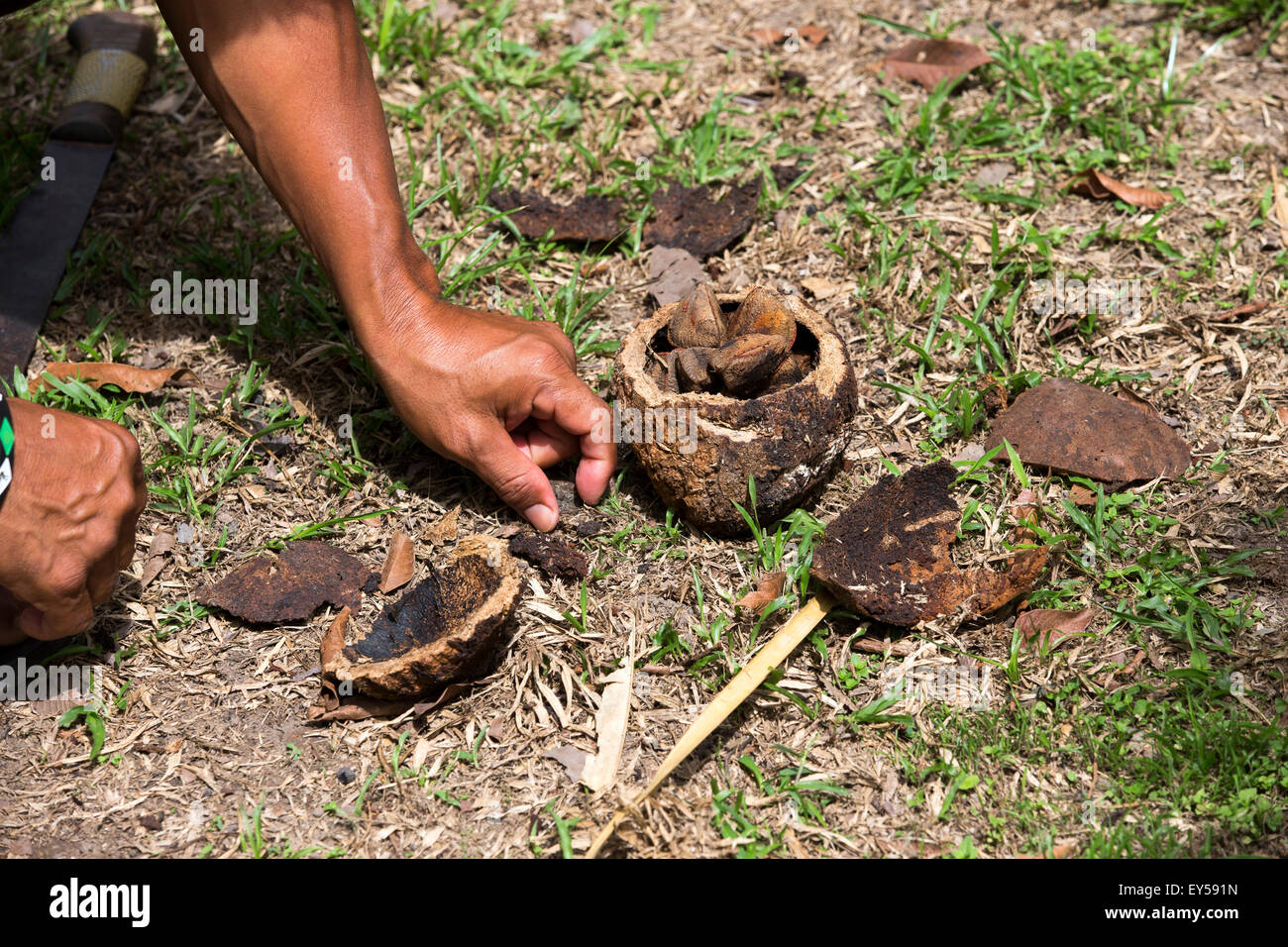 Brazil nut opening - Amazonas Brazil Stock Photo - Alamy