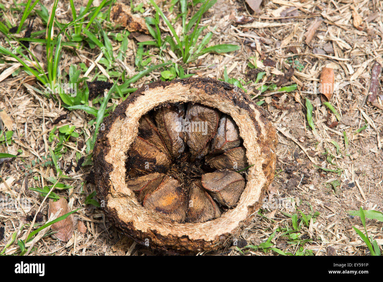 Brazil nut opening - Amazonas Brazil Stock Photo - Alamy