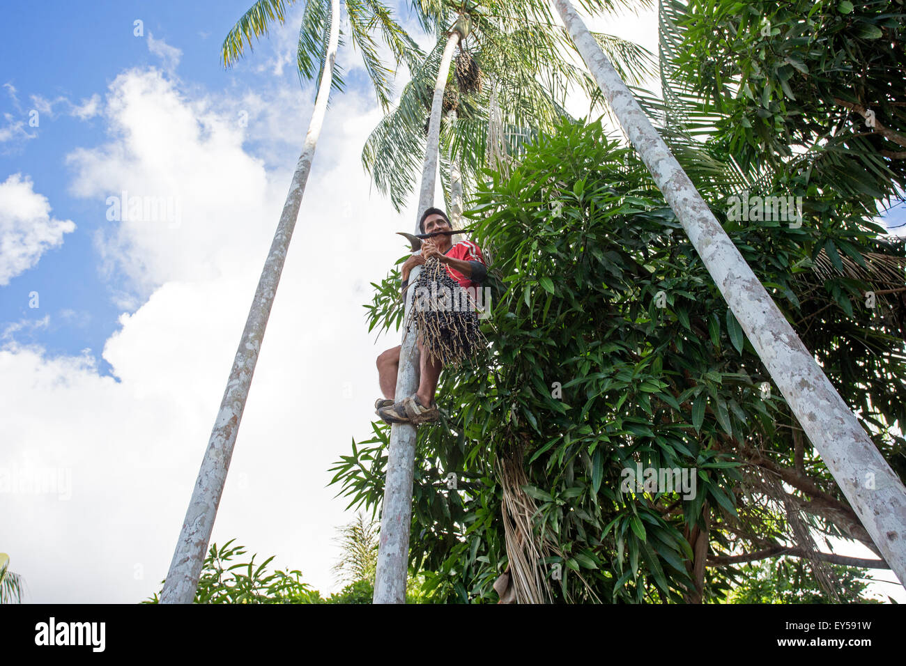 Native climbing Açaí palm to collect fruit- Amazonas Brazil Stock Photo ...