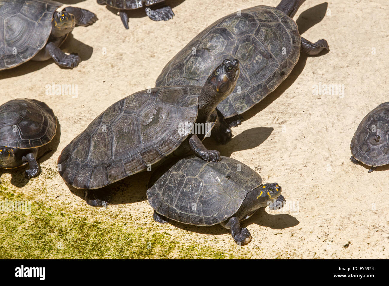 Yellow-spotted River Turtles - Amazonas Brazil Stock Photo - Alamy