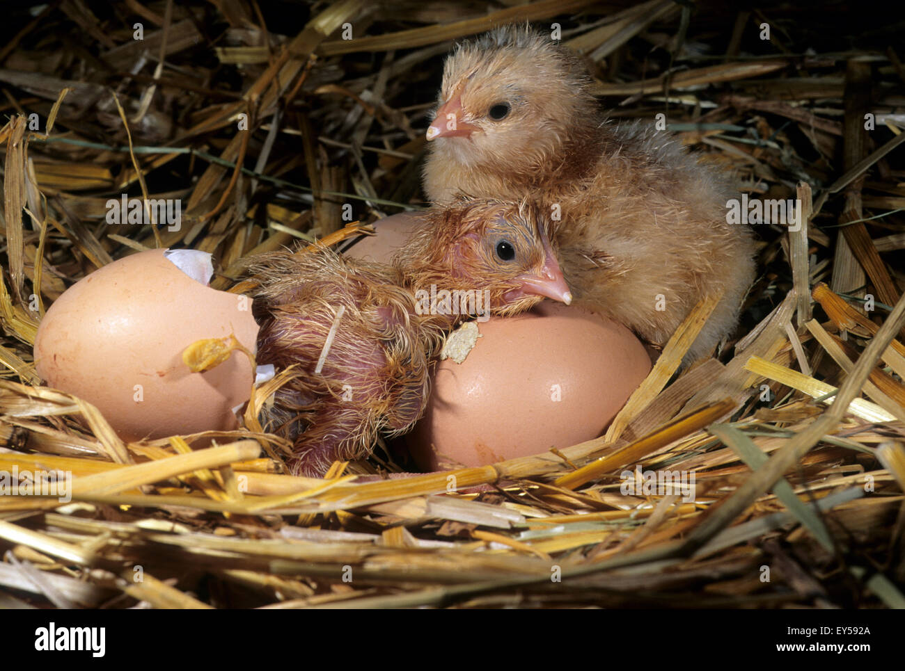 Chicks from birth Stock Photo - Alamy