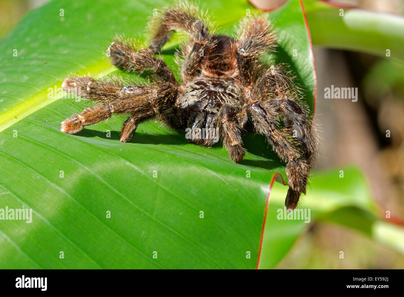 Tarantula on leaf - Amazonas Brazil Stock Photo - Alamy