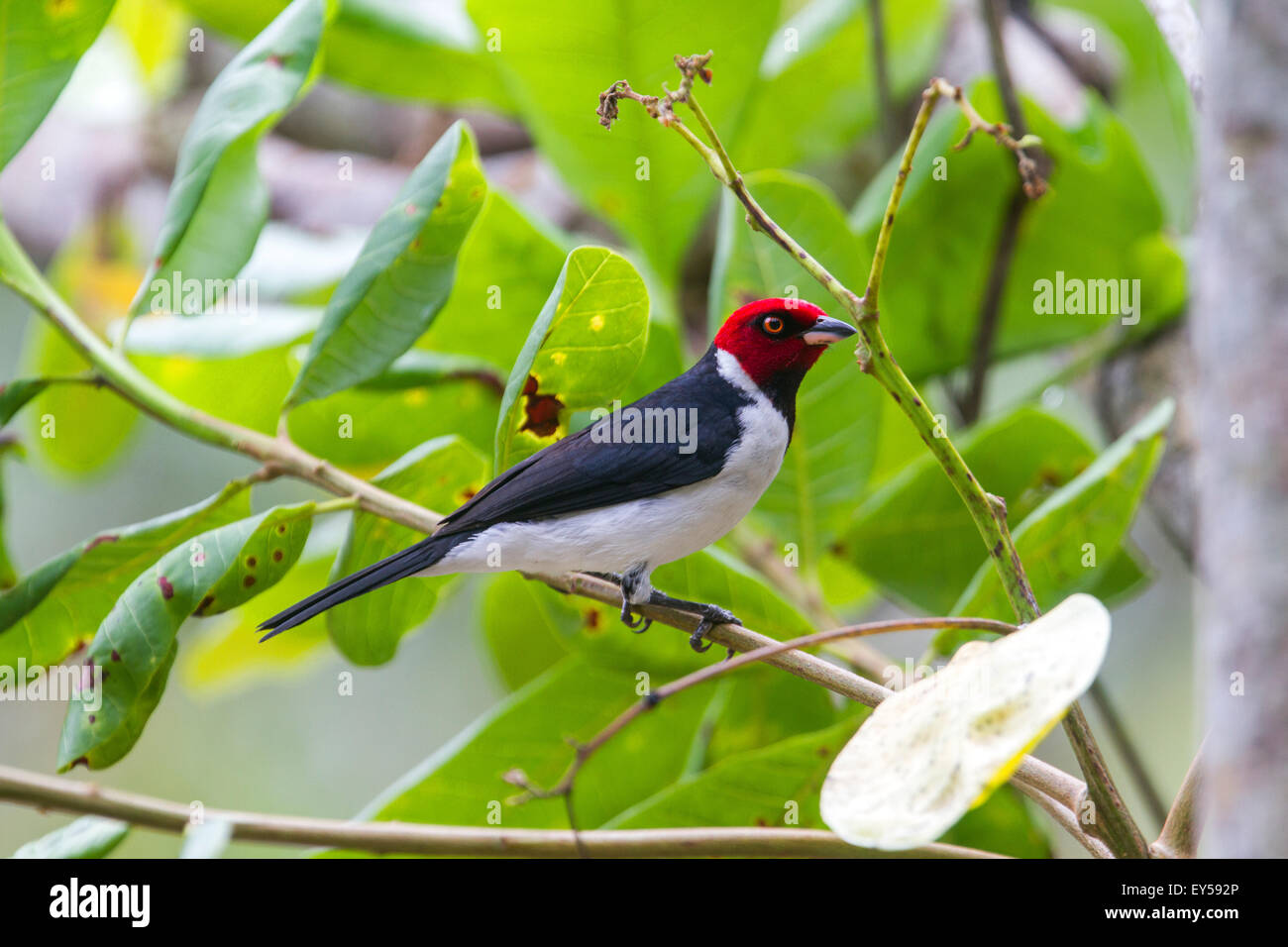 Animal cardinal hi-res stock photography and images - Alamy