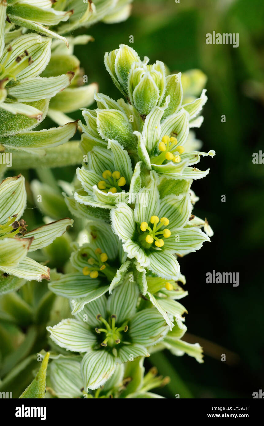 Giant false helleborine veratrum album hi-res stock photography and images - Alamy