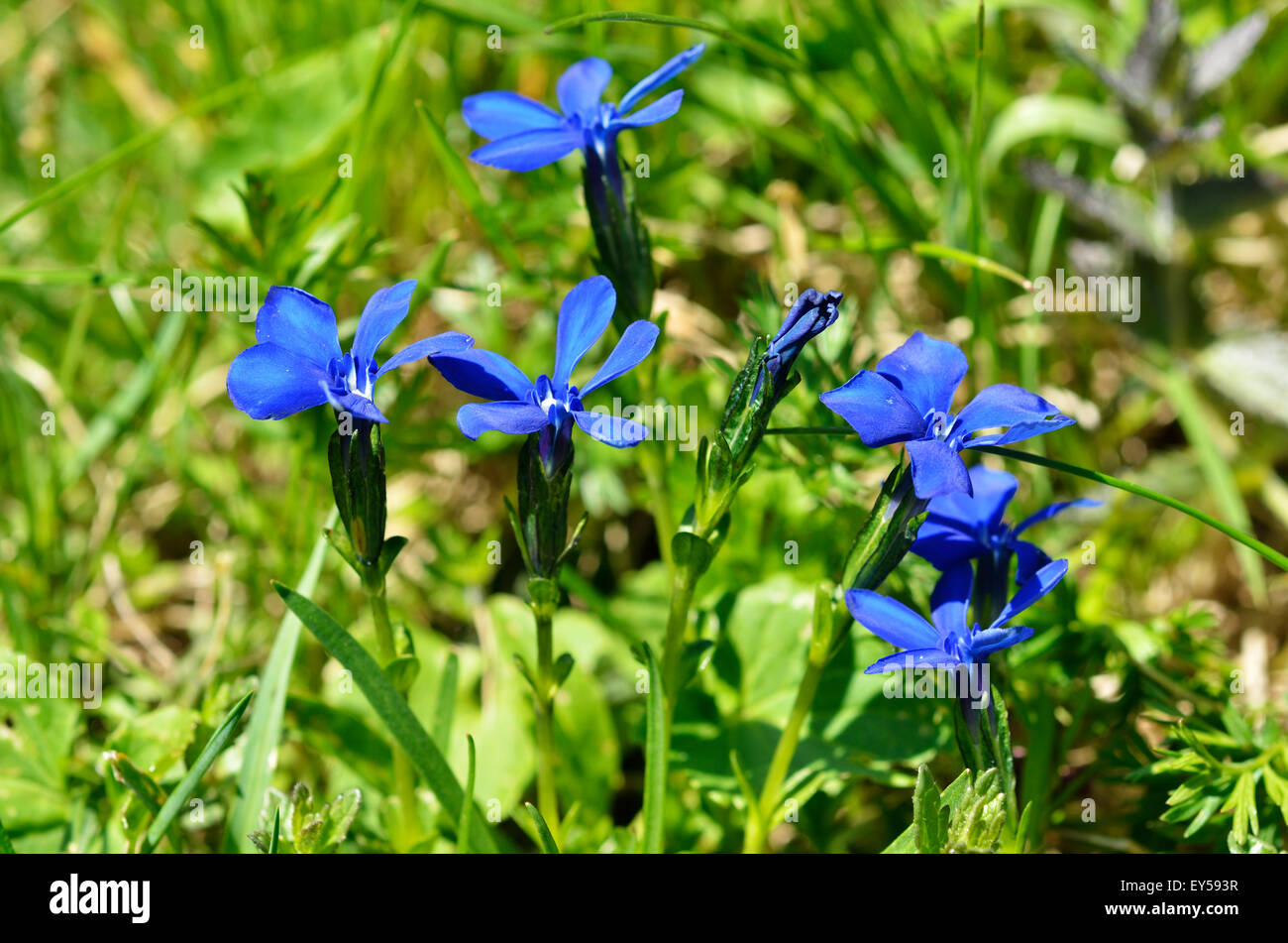 Spring gentian hi-res stock photography and images - Alamy