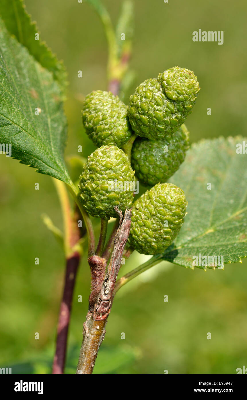 Grey alder hi-res stock photography and images - Alamy