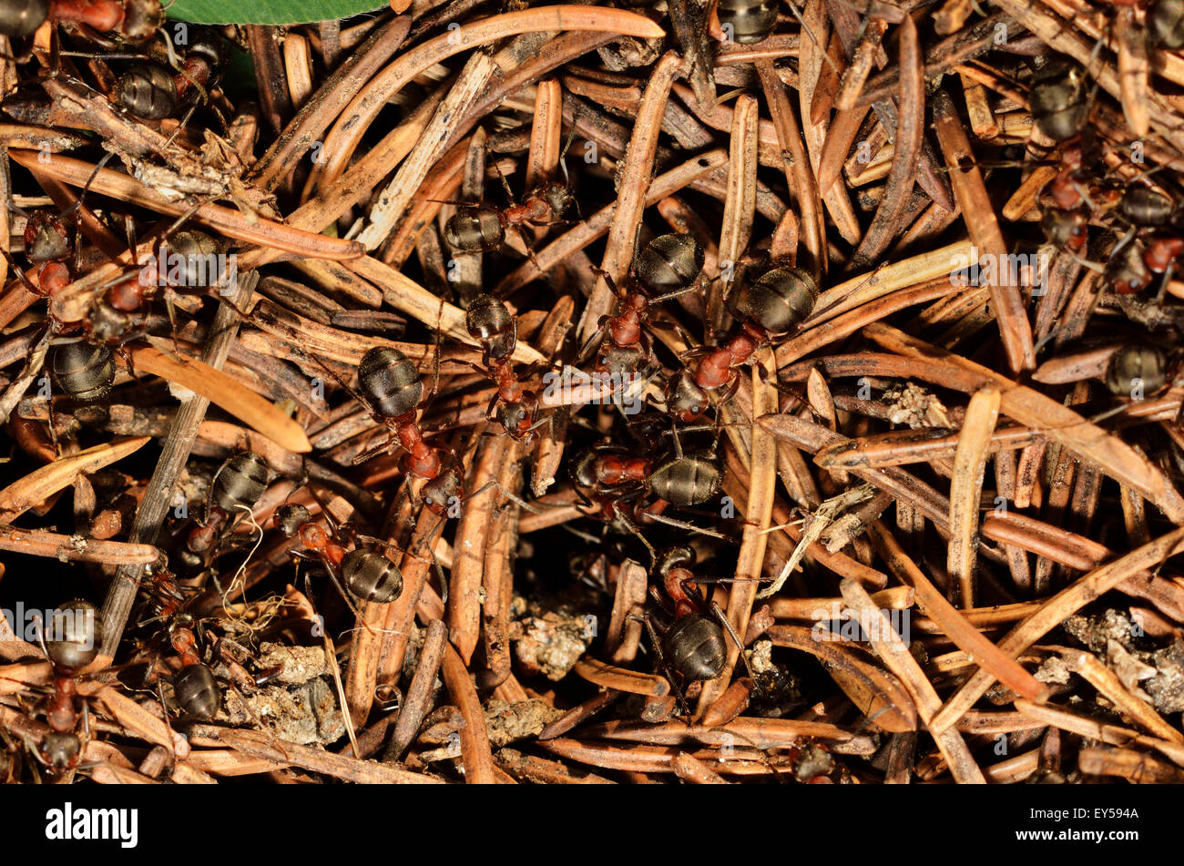 Super insect hi-res stock photography and images - Alamy