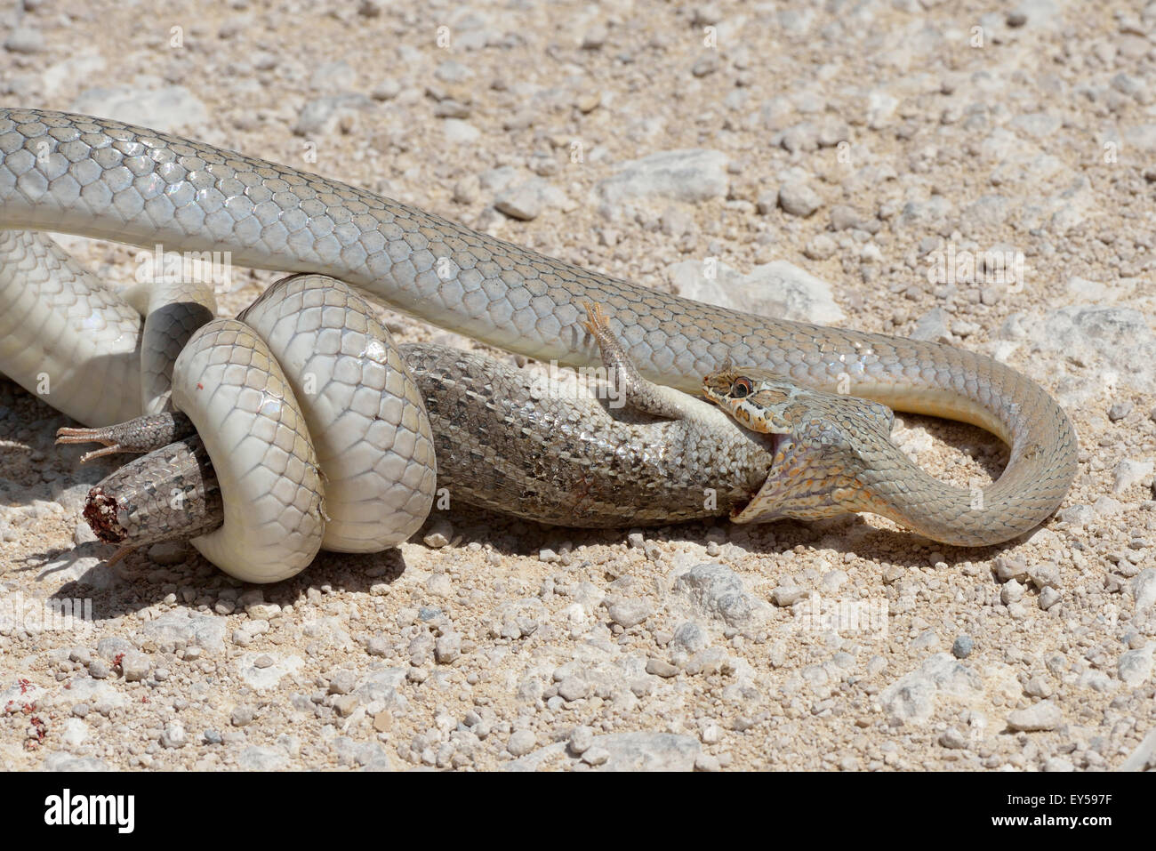 Olive whip snake hi-res stock photography and images - Alamy
